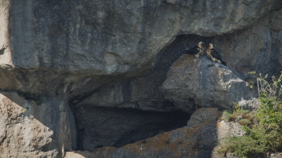 Return of the Vultures (2022) | ČSFD.cz