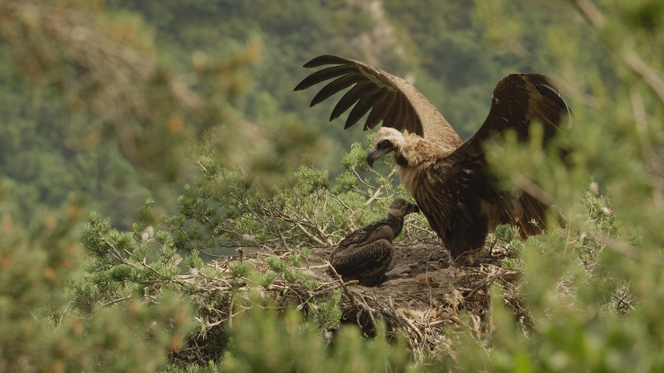 Return of the Vultures (2022) | ČSFD.cz