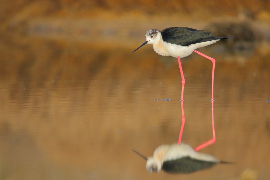 Velká ptačí migrace (2019) | ČSFD.cz