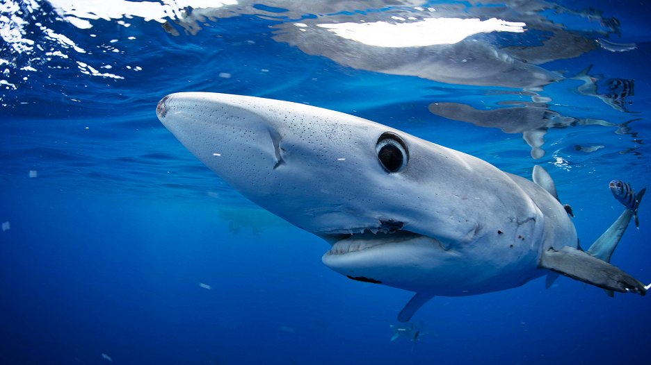 Dawn of the Monster Mako (2022) | ČSFD.cz