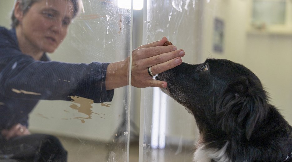 Heimatlose Hunde - Rette mich wer kann (2023) | Galerie - Z pořadu ...