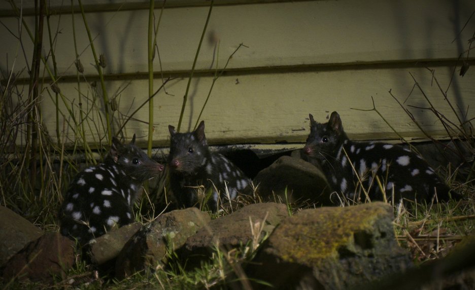 Quoll Farm (2021) | ČSFD.cz