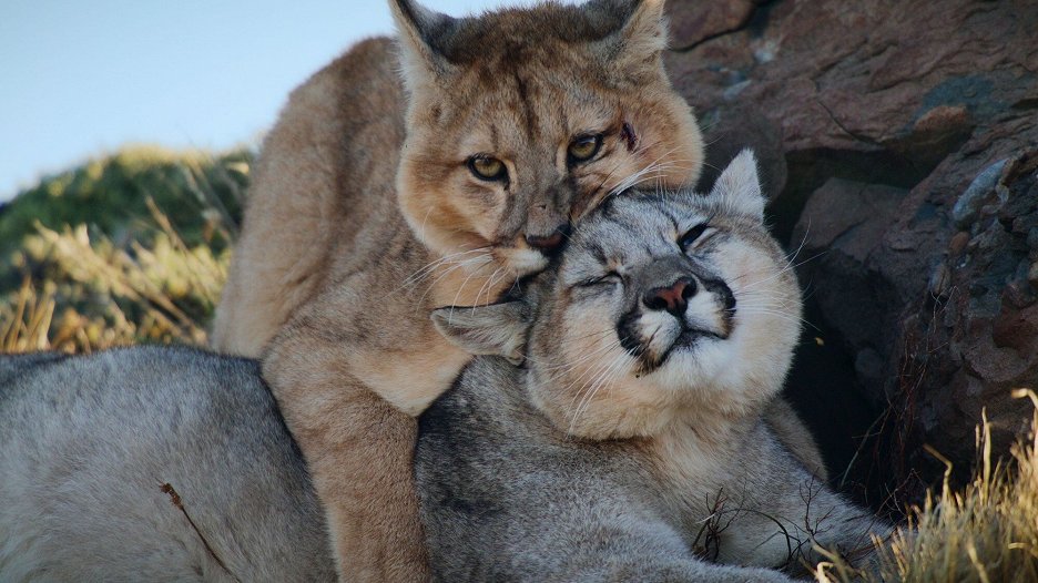 Svět predátorů - Puma (E04) (2022) | ČSFD.cz