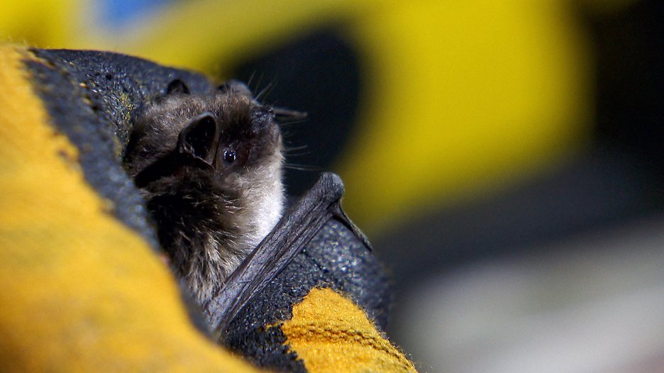 Science meets Nature - mit High-Tech der Artenvielfalt auf der Spur ...