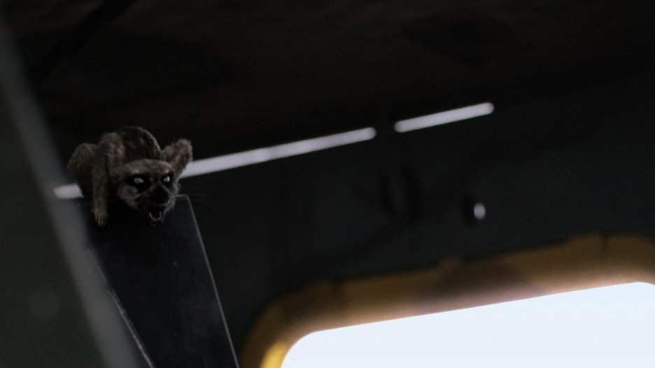 Zoombies 2 (2019) | ČSFD.cz