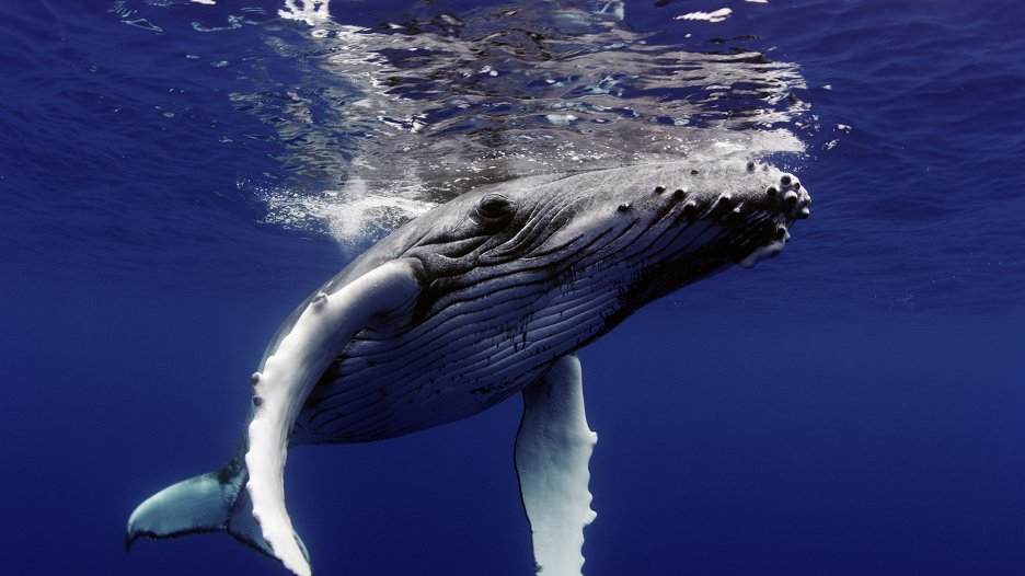 Svědkem je velryba (2020) | ČSFD.cz