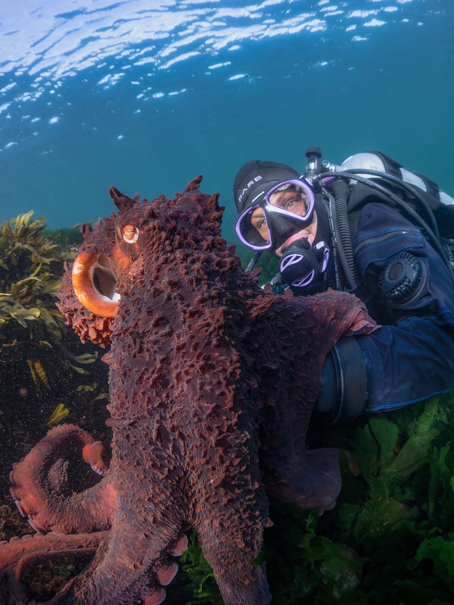 Secrets of the Octopus - Masterminds (E02) (2024) | Gallery - From this ...