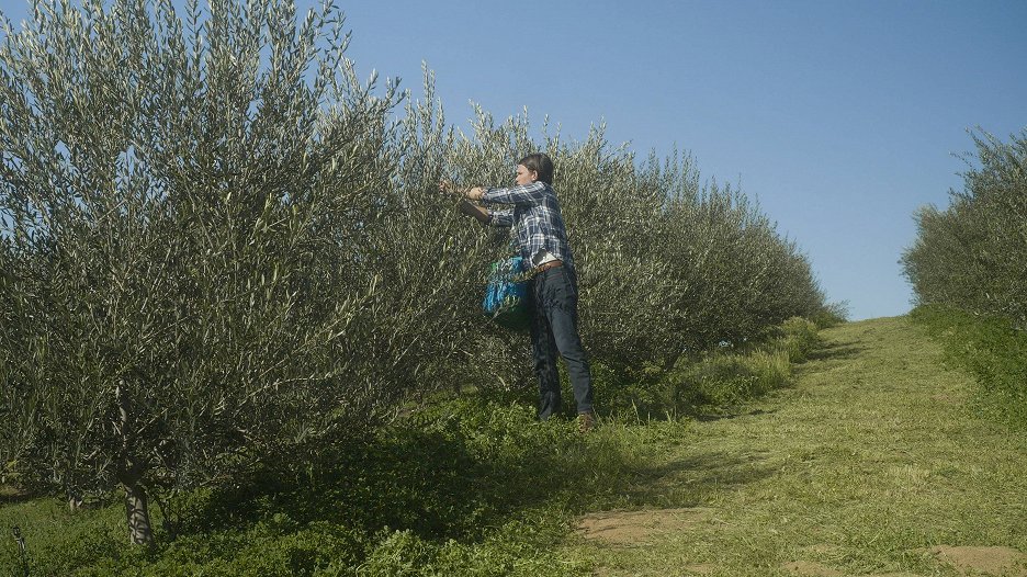 Hearts Under the Olive Tree (2023) | ČSFD.sk