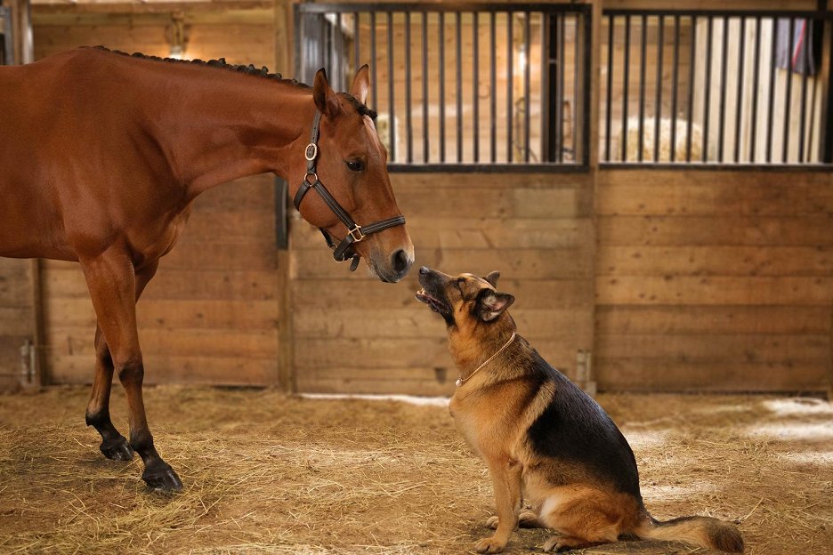 Hudson & Rex - Dog and Pony Show (S06E11) (2024) | Creators | ČSFD.cz