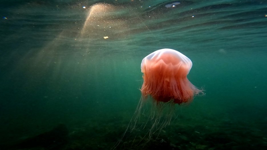 Pepe pod vodou (2024) | ČSFD.cz