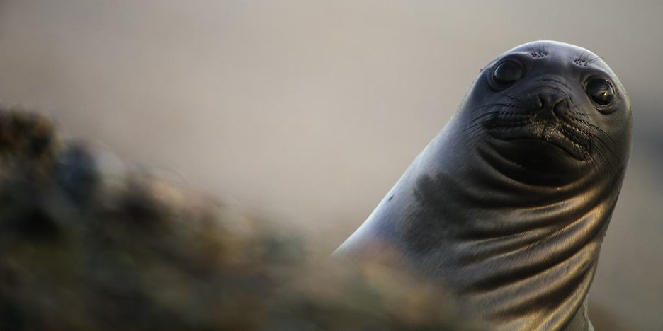 Our Oceans - Atlantic Ocean (E03) (2024) | ČSFD.cz