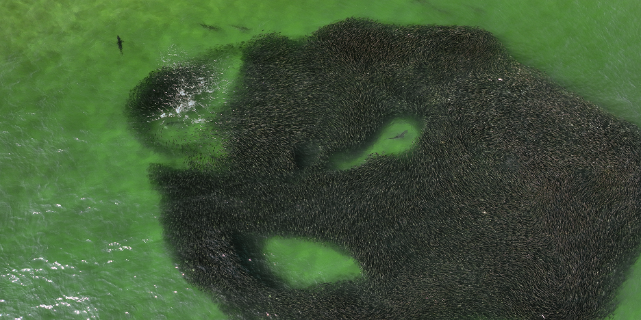 Our Oceans - Atlantic Ocean (E03) (2024) | ČSFD.cz