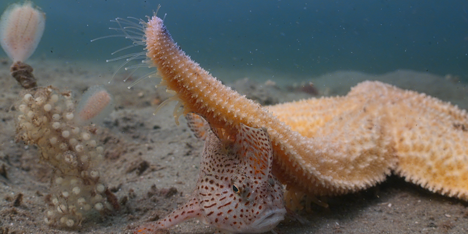 Our Oceans - Southern Ocean (E05) (2024) | ČSFD.cz