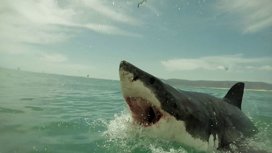 Shark Terror: The Real Jaws (2019) | ČSFD.cz
