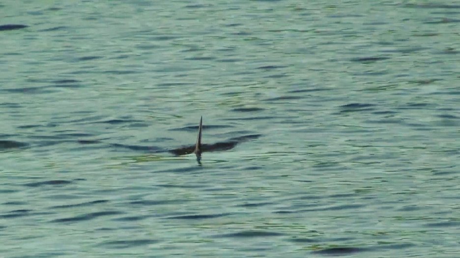 Shark Terror: The Real Jaws (2019) | ČSFD.cz