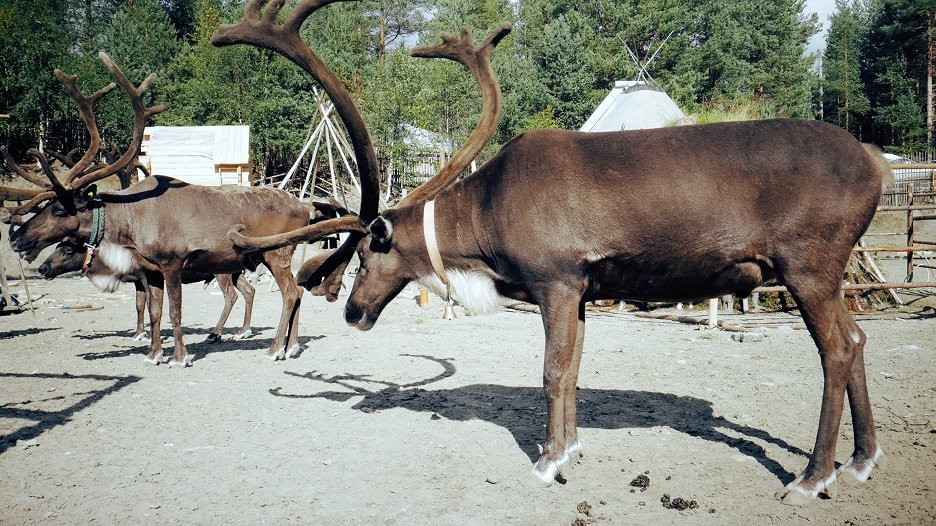 Finland from Above (2021) | Cinematheque | ČSFD.cz