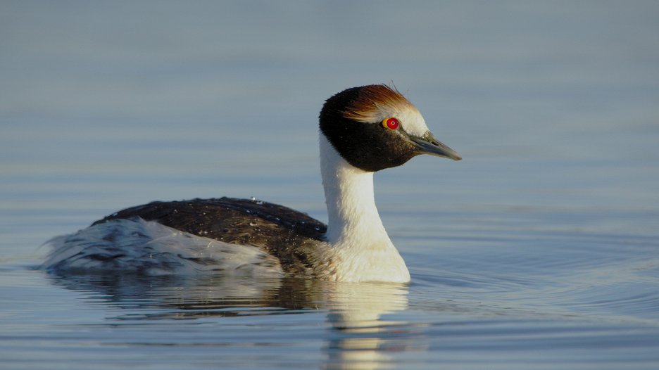 Patagonia: Life at the Edge of the World - Mountains (E03) (2022) | ČSFD.cz