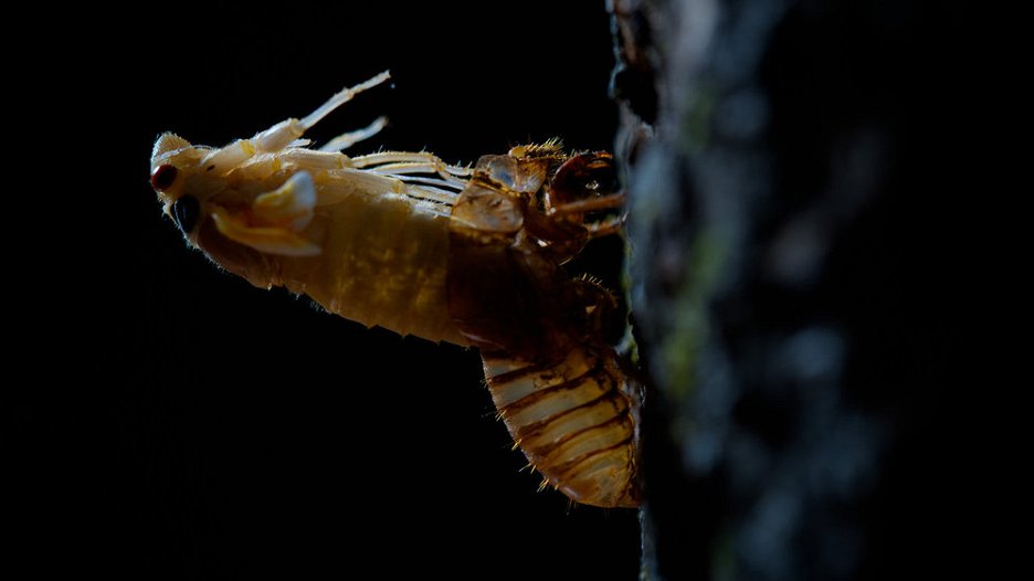 The Americas - The Atlantic Coast (E01) (2025) | ČSFD.cz