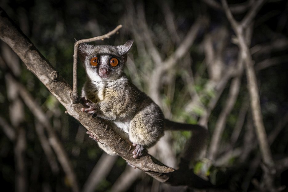 Velká putování malých živočichů - Domov (E01) (2023) | ČSFD.sk