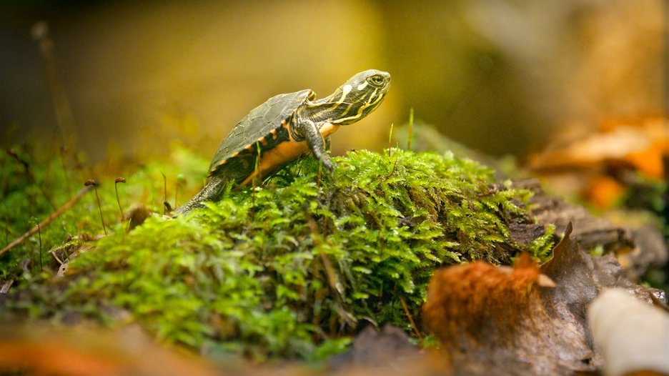 Velká putování malých živočichů - Domov (E01) (2023) | ČSFD.sk