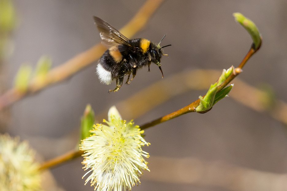 Mesipistiäiset katoavat (2020) | ČSFD.cz