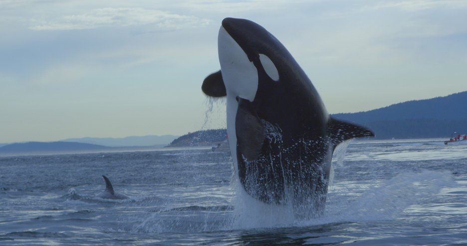 Tajný život kosatek (2025) | ČSFD.cz