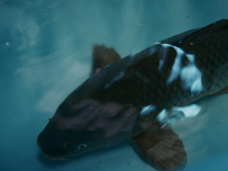 Kapr (2025) | ČSFD.cz