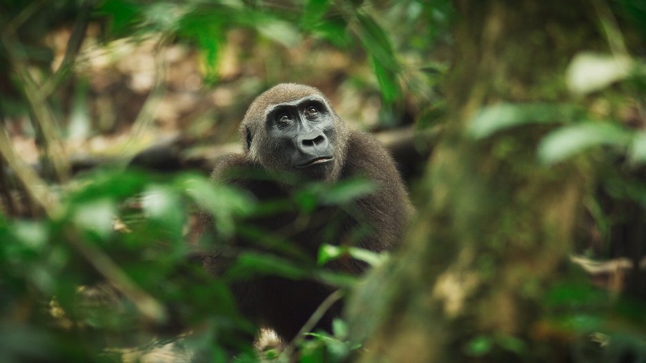 V divočině - Gorillas (E04) (2025) | ČSFD.cz