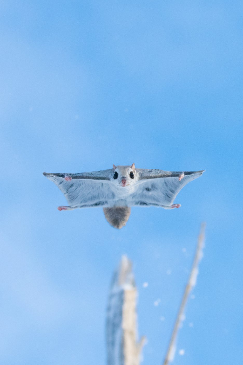Savci - Les (E06) (2024) | ČSFD.cz