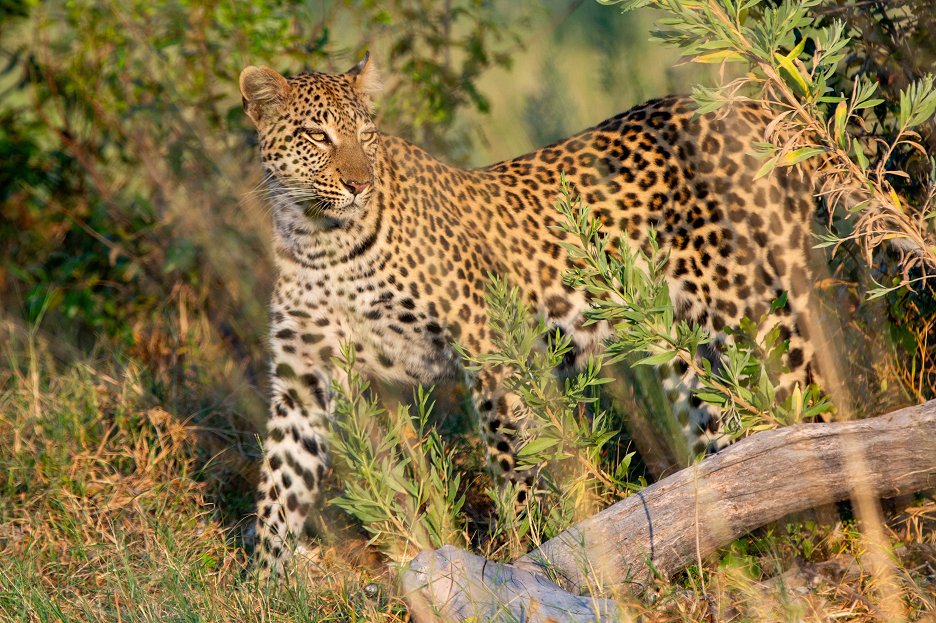 Big Cats 24/7 (2024) | ČSFD.cz