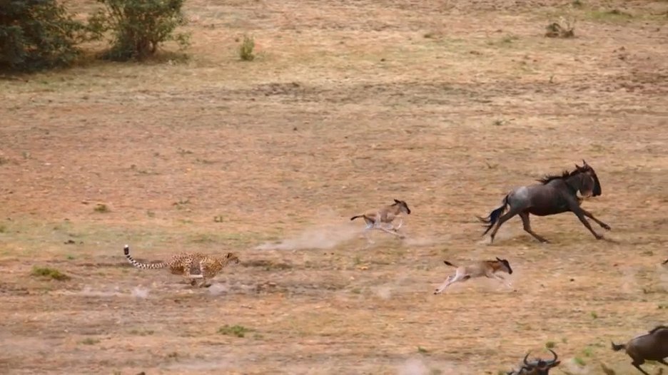 Incredible Predators 3D (2016) | ČSFD.cz