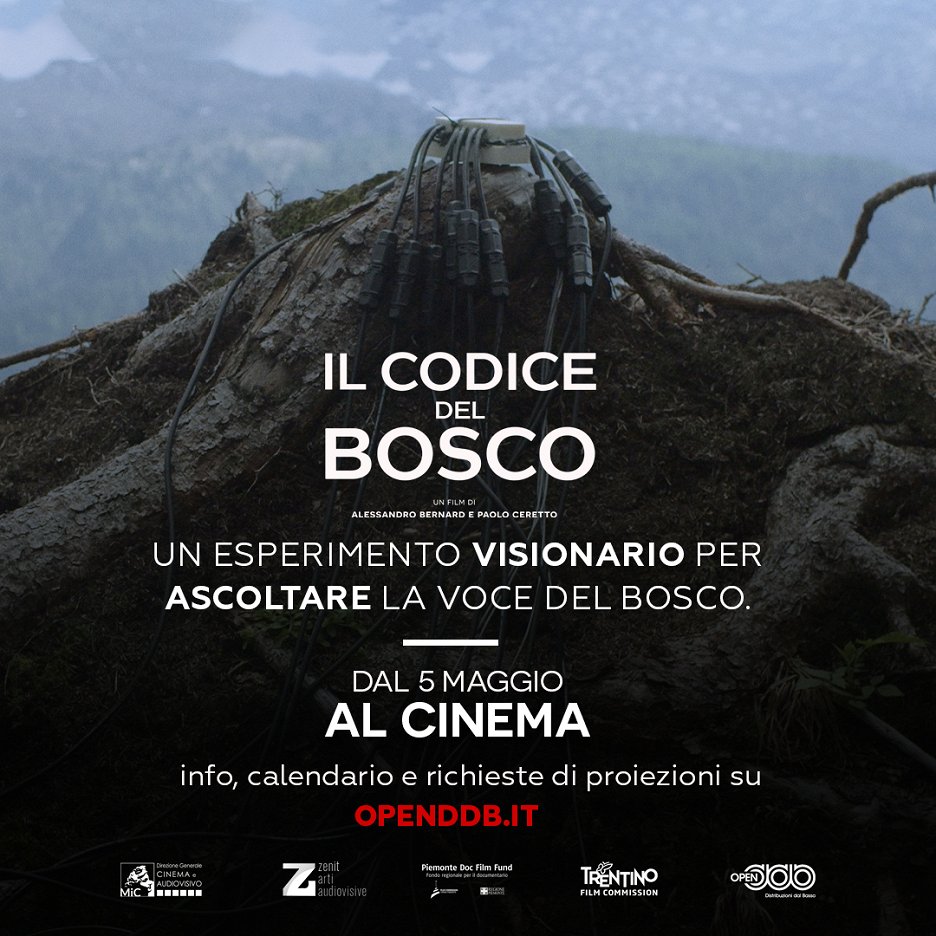 Il codice del bosco (2025) | Galerie - Plakáty | ČSFD.cz