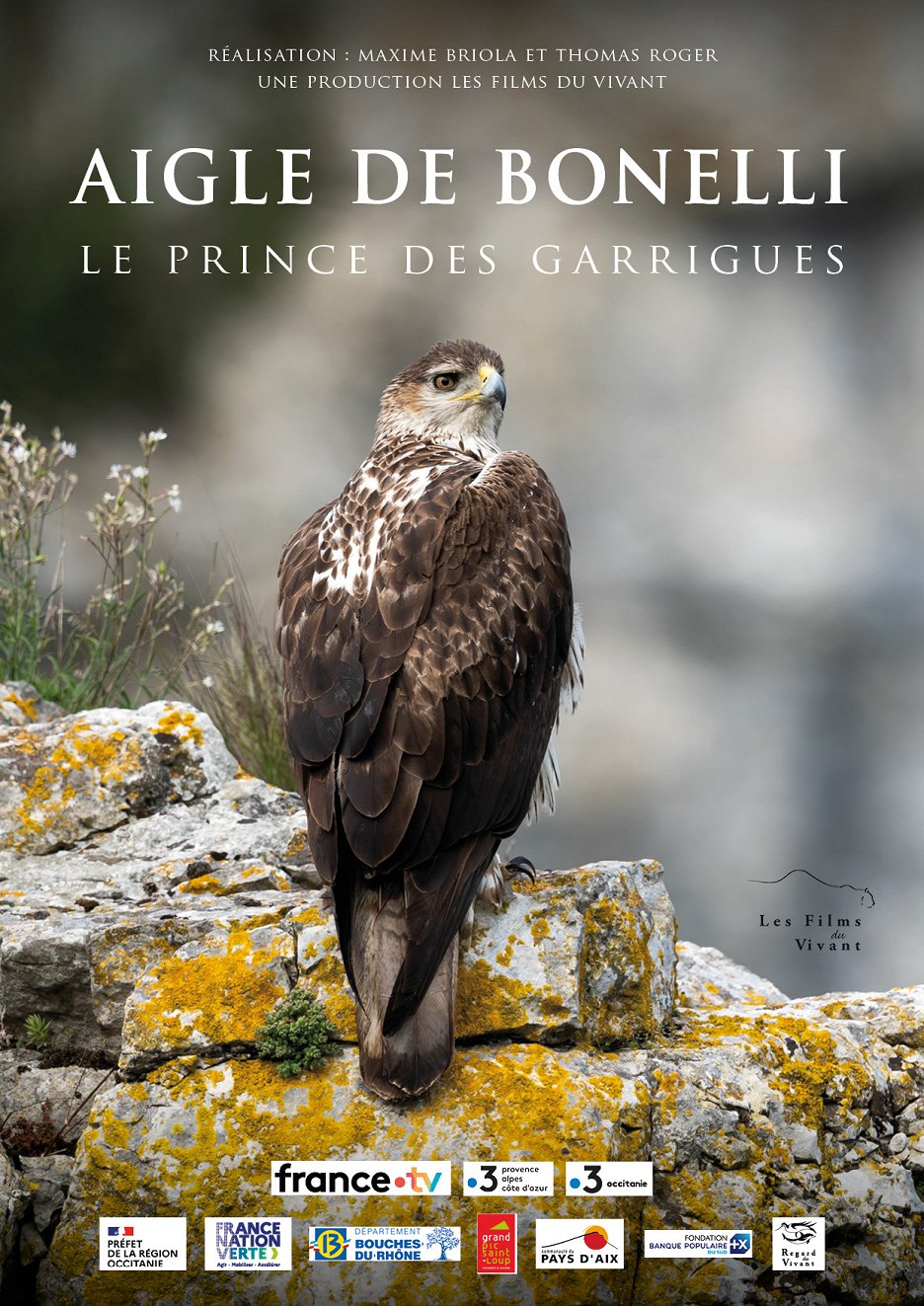 Aigle de Bonelli, le princes des garrigues (2025) | ČSFD.cz